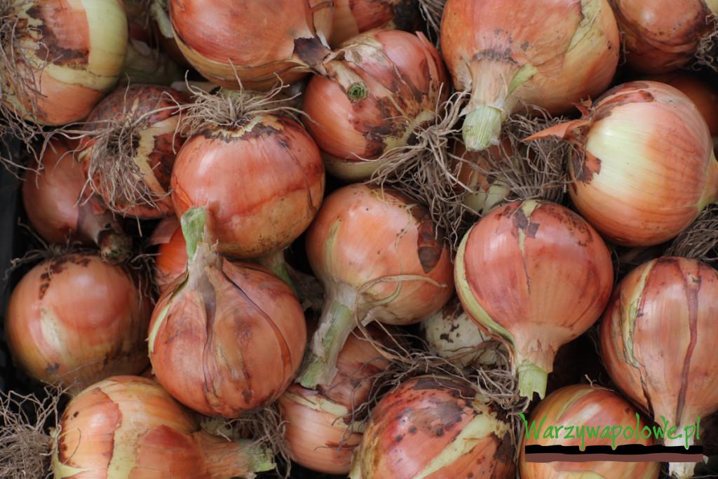 Odmiany cebuli – Fotogaleria | Onion Leader | WarzywaPolowe.pl
