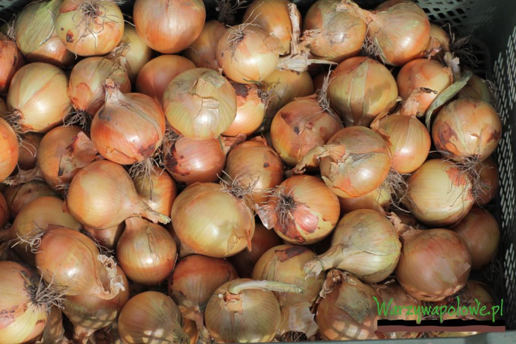 Odmiany cebuli – Fotogaleria | Onion Leader | WarzywaPolowe.pl