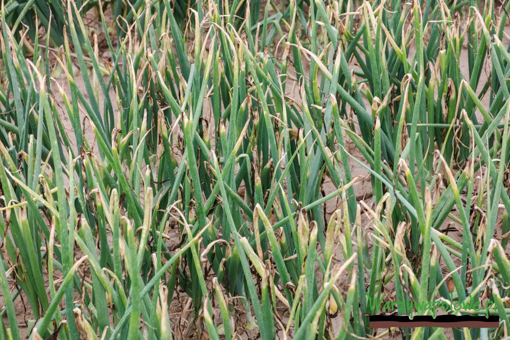Stemphylium na plantacjach cebuli! - Onion Leader | WarzywaPolowe.pl