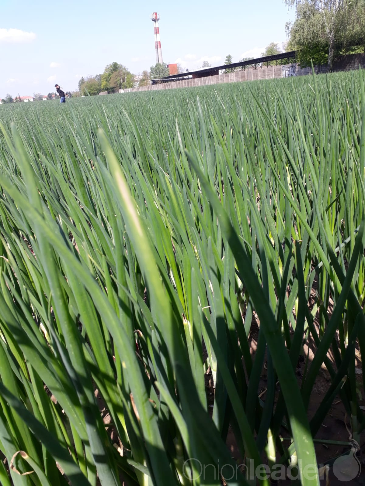 Pierwsze objawy stemphylium pojawiły się na cebuli ozimej już z ...