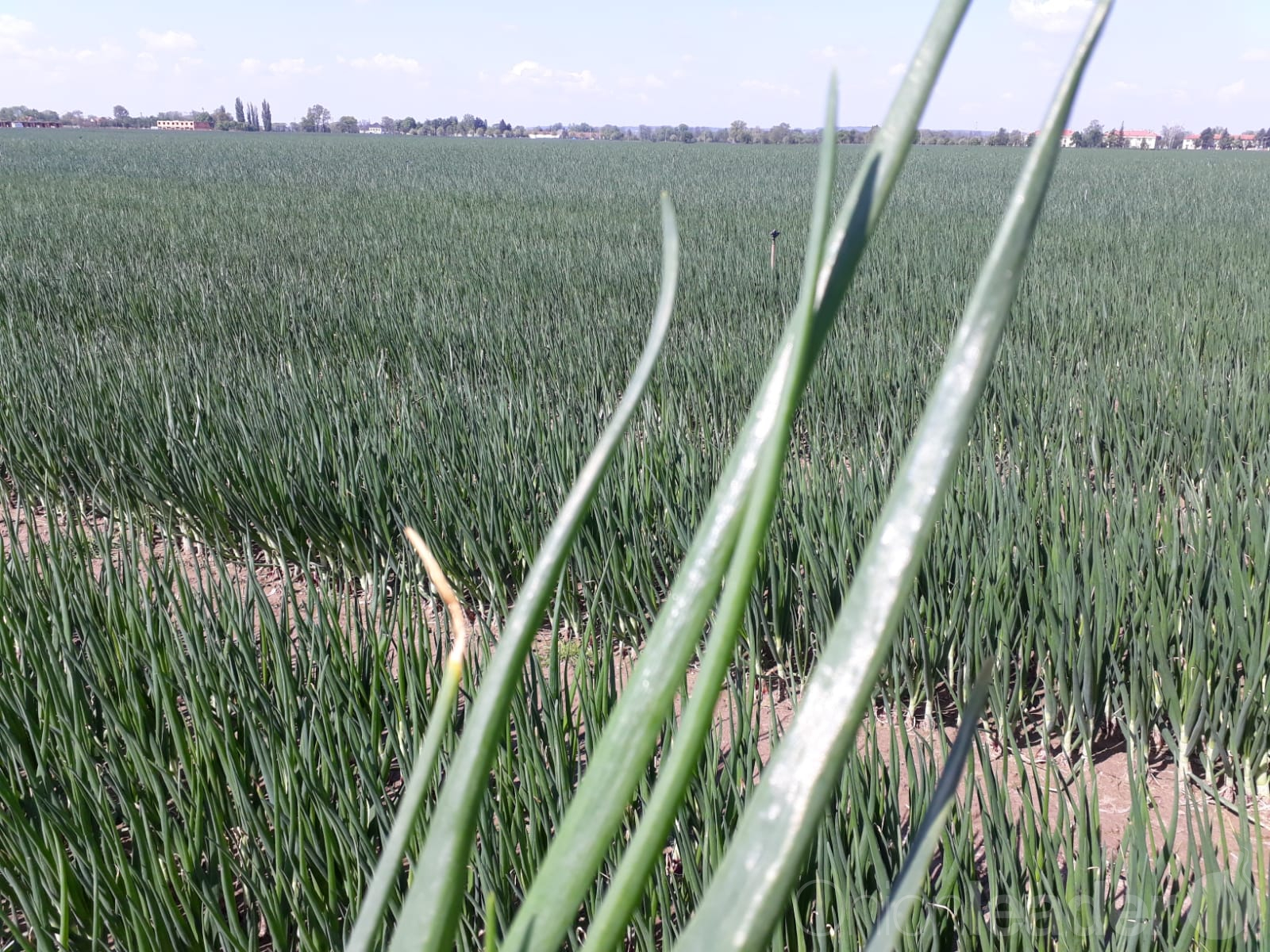 Pierwsze objawy stemphylium pojawiły się na cebuli ozimej już z ...